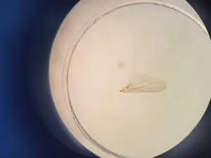 QP - WILD M5A Laboratory Stereo Microscope Lab